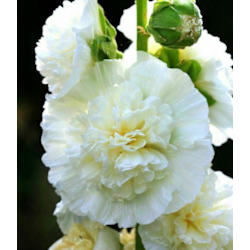 Fynda billiga blomfröer på nätet | Fyndiq