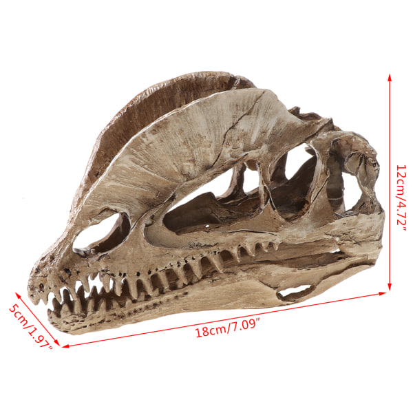Dilophosaurus Dinosaurie Skalle Hartshantverk för Fossil Skelett ... Dilophosaurus Dinosaurie Skalle Hartshantverk för Fossil Skelett ...