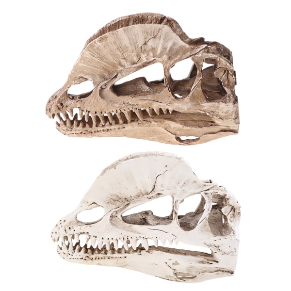 Dilophosaurus Dinosaurie Skalle Hartshantverk för Fossil Skelett ... Dilophosaurus Dinosaurie Skalle Hartshantverk för Fossil Skelett ...
