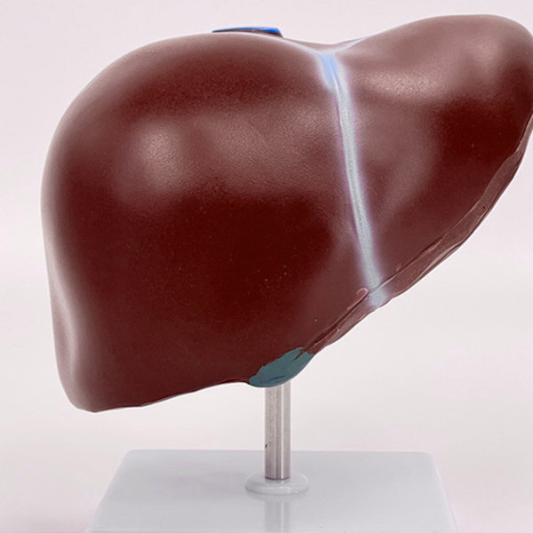 Människolever Pankreas Duodenum Modell Livsstorlek Lever Anatomimodell ...