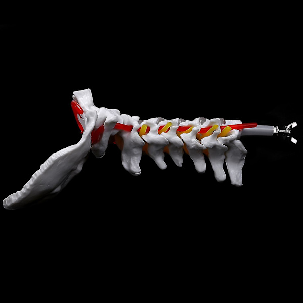 Cervikal Vertebra Arteria Ryggrad Spinalnerver Anatomisk Modell | Fyndiq