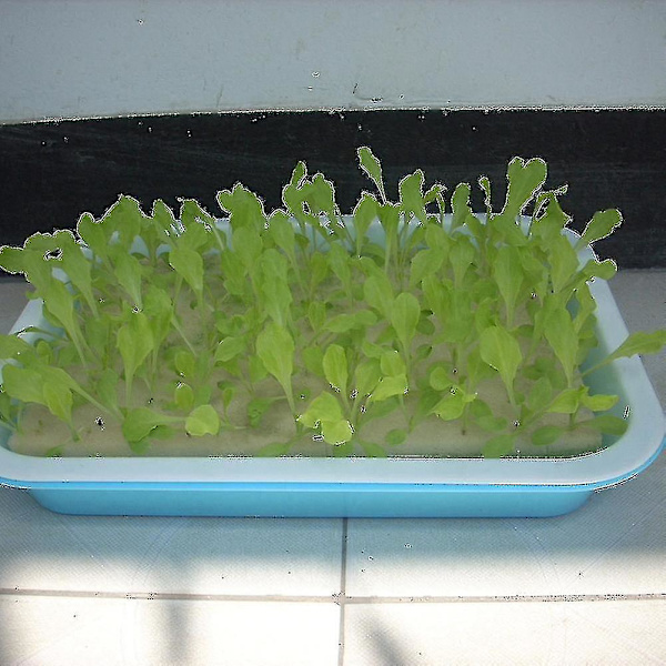 Hydroponisk svampeplantning Haveredskab Frøplantesvampe | Fyndiq