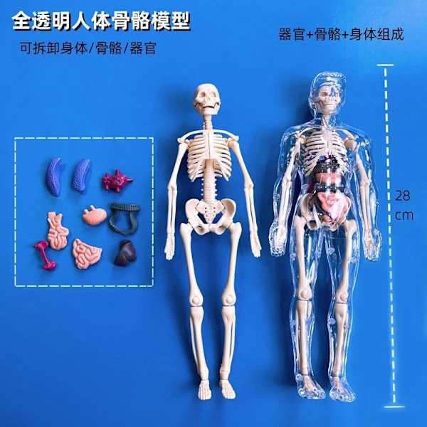 Lelu varhaiskasvatukseen ihmisen elinten luurankomallisarja ...