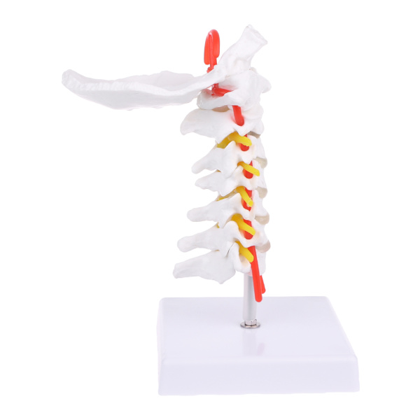 Cervikal Vertebra Arteria Rygsøjle Spinalnerver Anatomisk Model ...