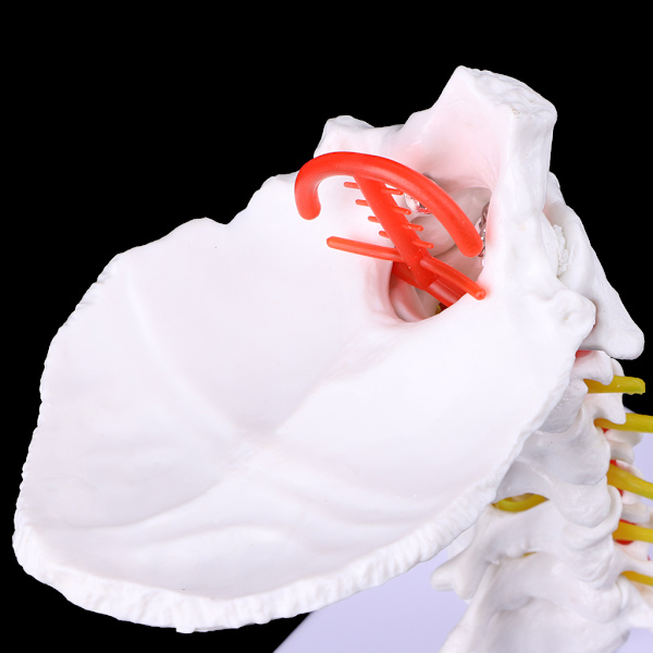 Cervikal Vertebra Arteria Rygsøjle Spinalnerver Anatomisk Model ...