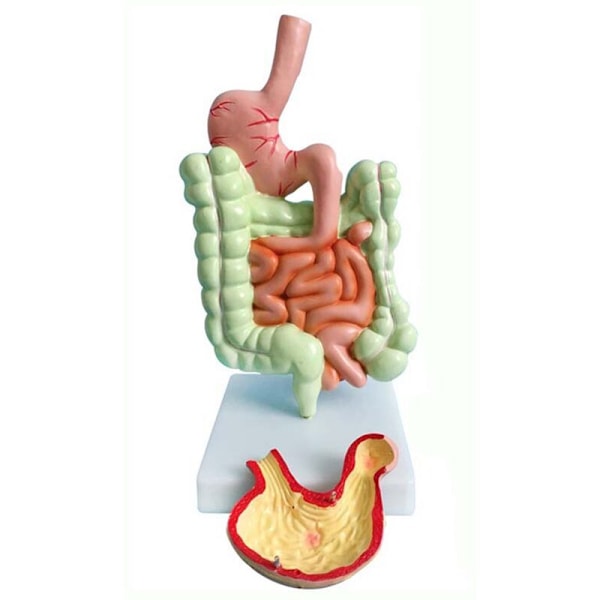 Menneskets fordøjelsessystem Model Mave Anatomi Tyktarm Caecum Rectum ...