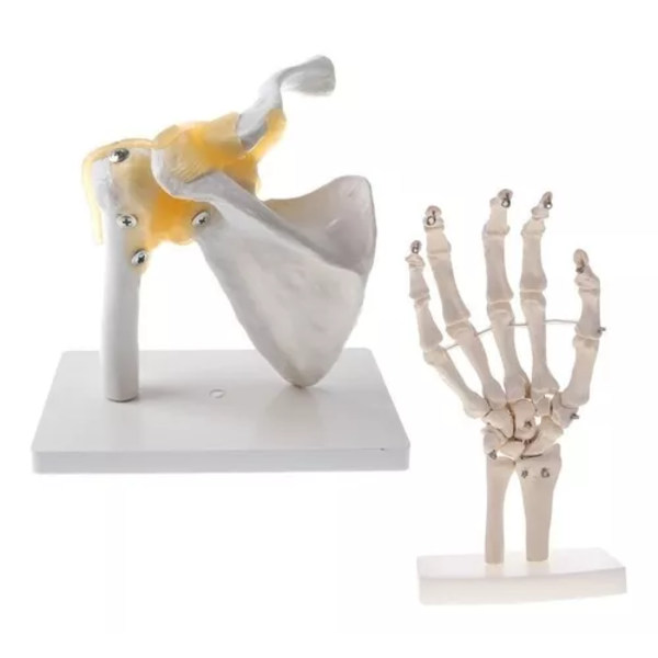 1:1 Modell av skelett hand och ligament i human axel vit | Vit | Fyndiq