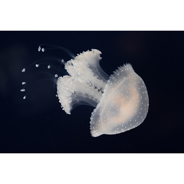 Jelly Poster 21x30 cm | 21x30 cm | Fyndiq