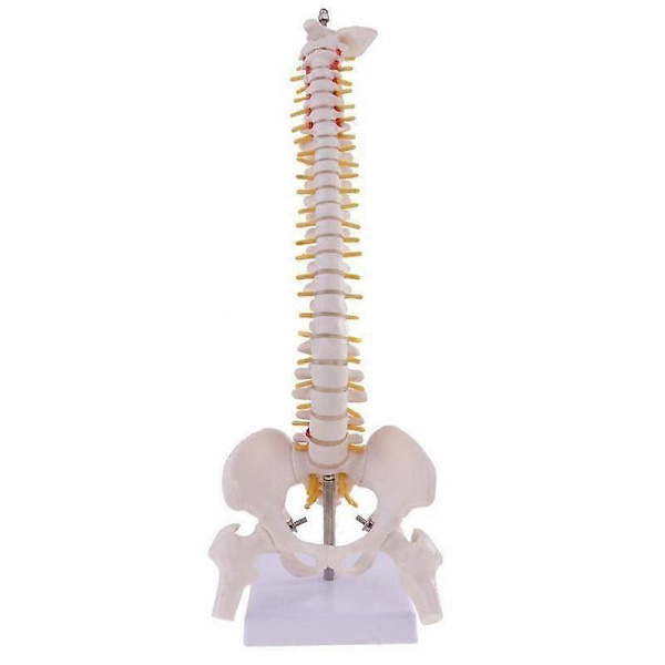45cm Livsstor Vertebral Søjle Model Menneskelig Rygsøjle med bækken Anatomisk Anatomi Model ...