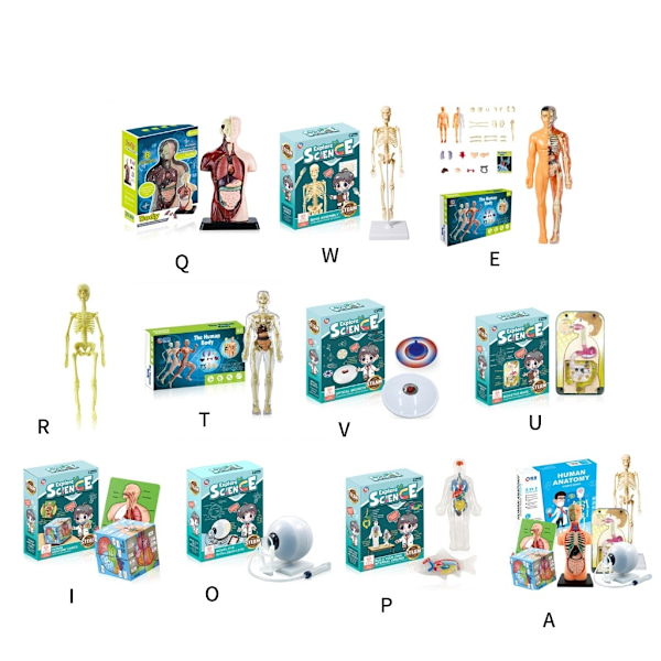 Ihmisen torsoanatomian luuranko malli irrotettavilla osilla lapsille ...