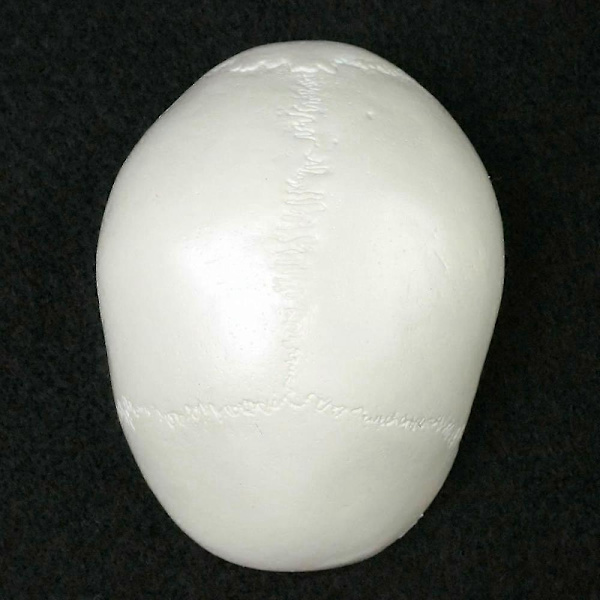 Ihmisen anatominen malli Lääketiede Kallo Ihmisen anatomia Pää ...