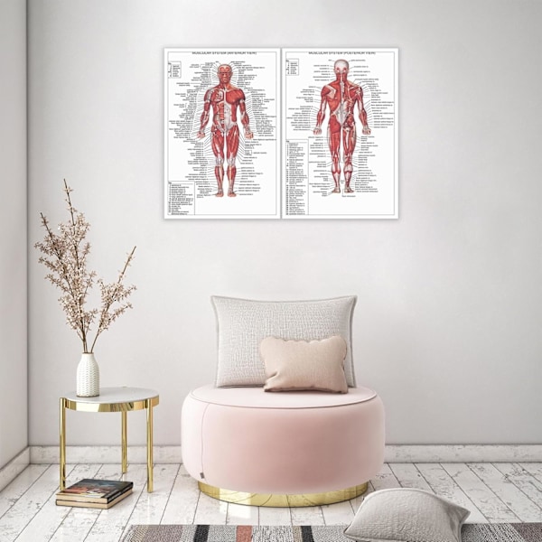 Anatomisk plansch över det mänskliga muskelsystemet, detaljerad ...
